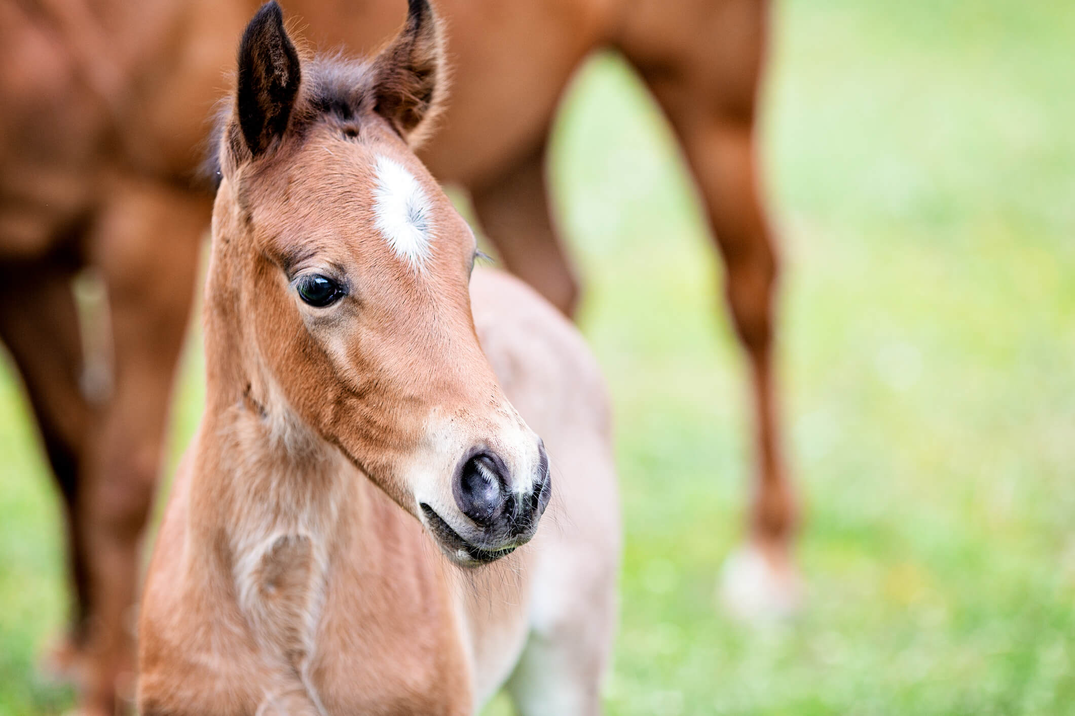 Legal Tips for Equine Breeding Contracts in Florida